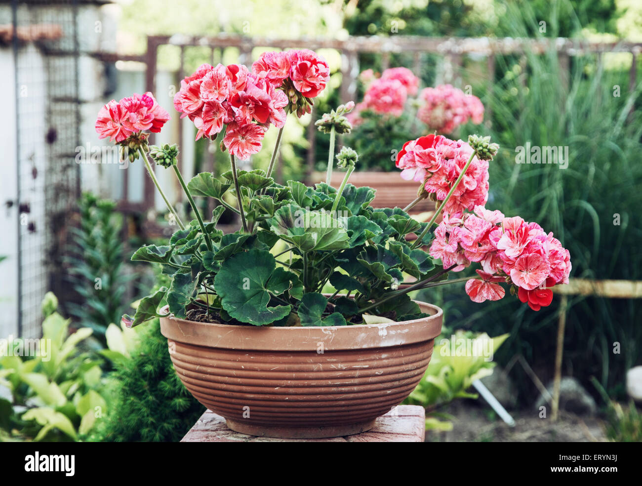 Pelargonium Hortorum