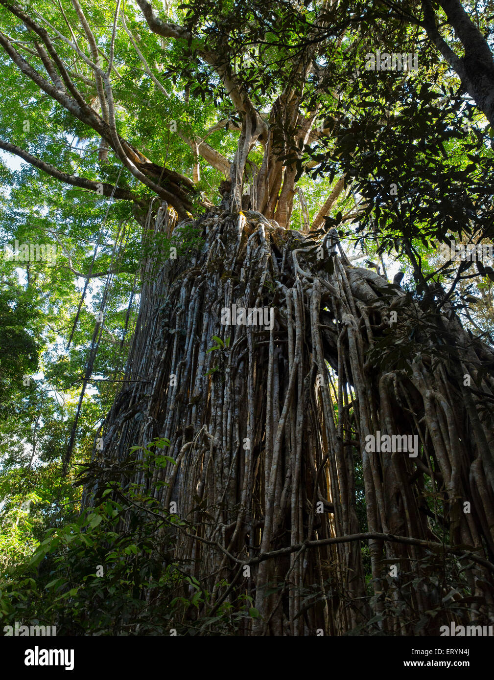 Curtain Fig Tree, a giant strangler fig (Ficus virens)on the Atherton ...
