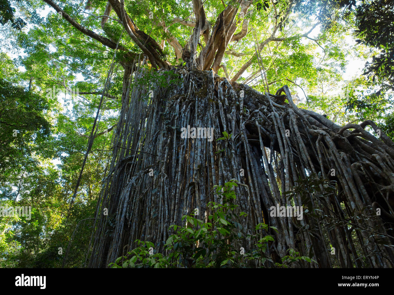 Curtain Fig Tree, a giant strangler fig (Ficus virens)on the Atherton ...