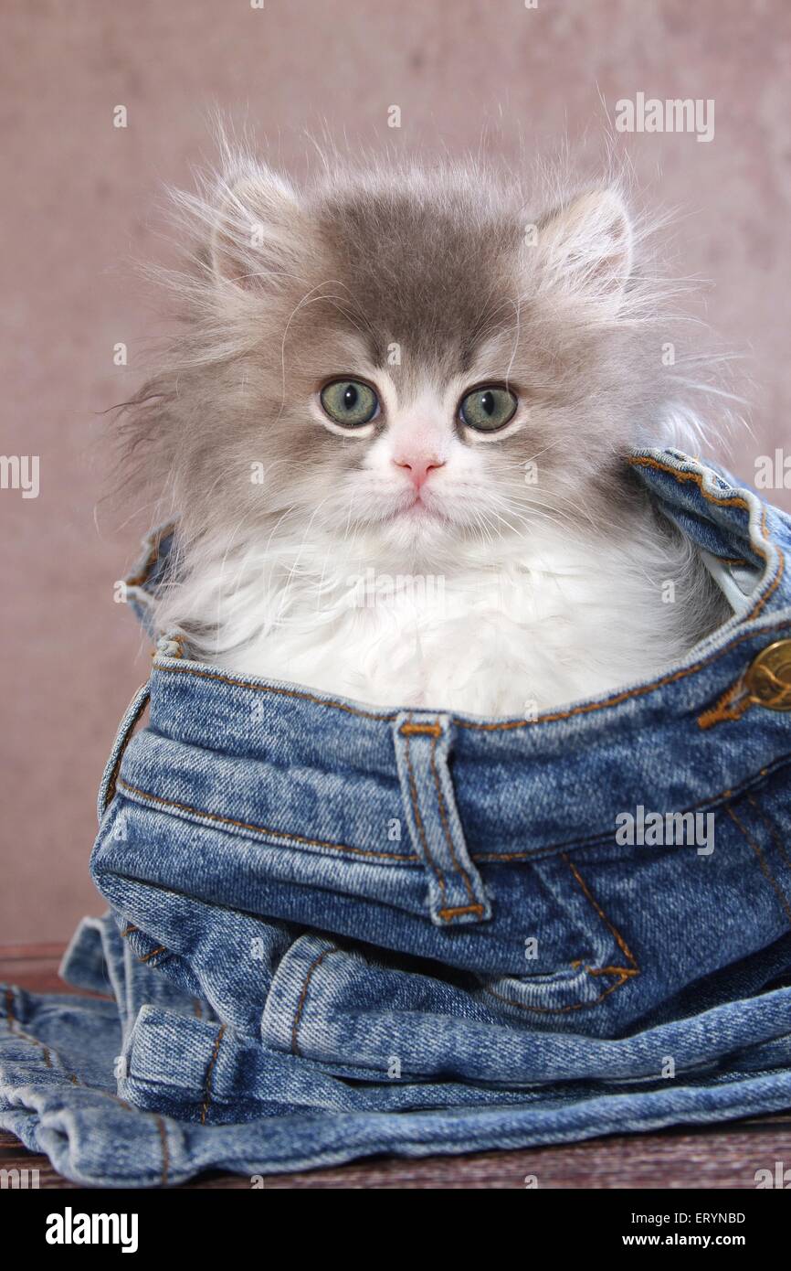 lying Highlander Kitten Stock Photo - Alamy