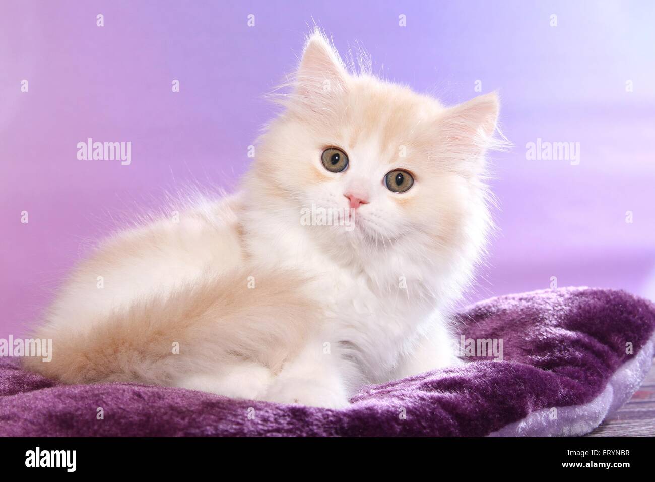 lying Highlander Kitten Stock Photo - Alamy