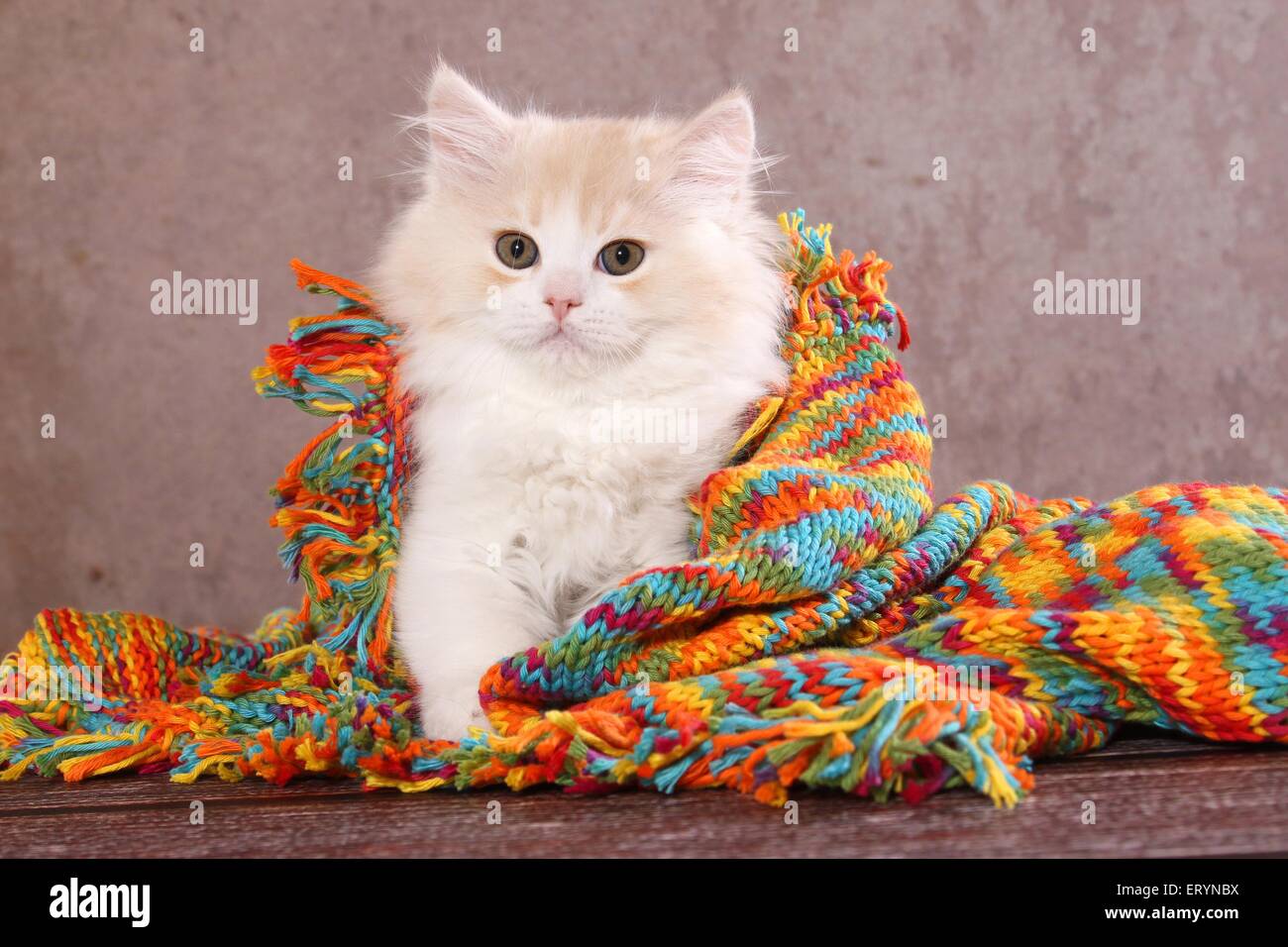 sitting Highlander Kitten Stock Photo - Alamy