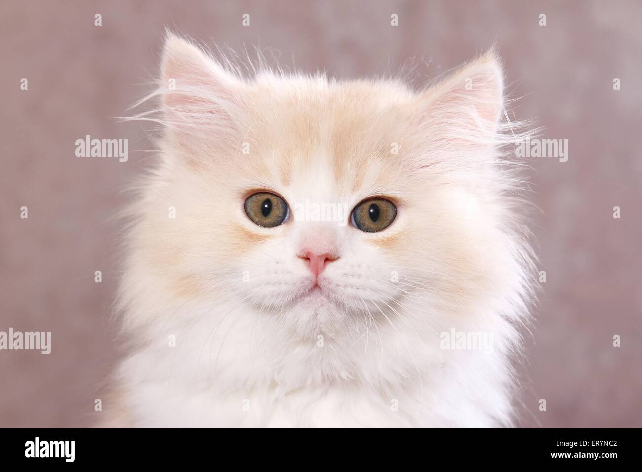 Highlander Kitten portrait Stock Photo - Alamy