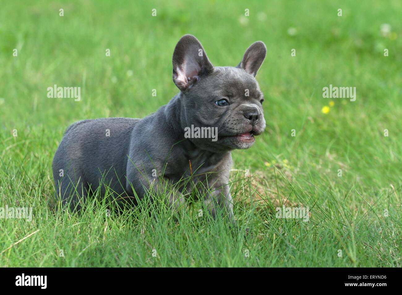 running French Bulldog Puppy Stock Photo - Alamy