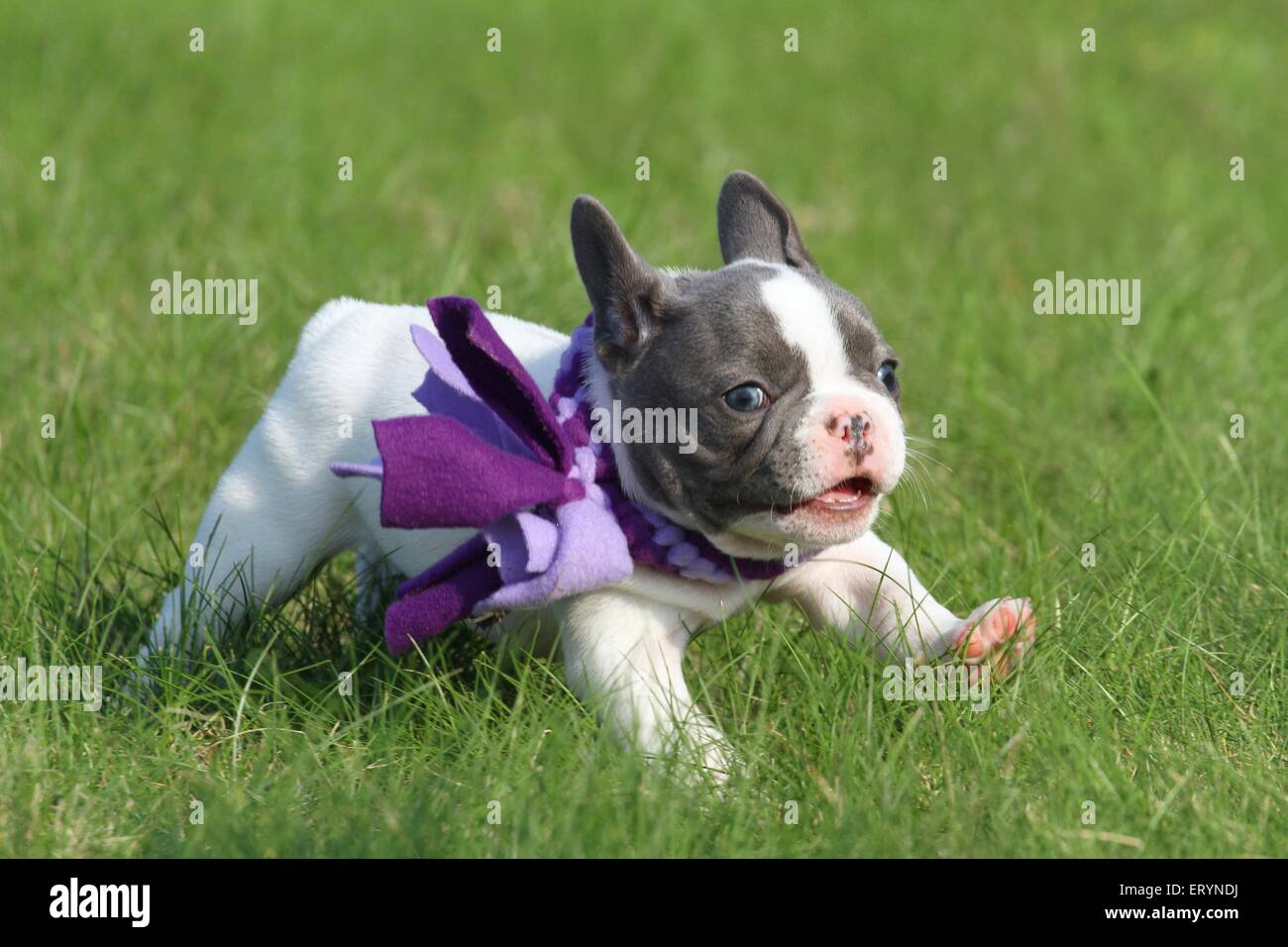 running French Bulldog Puppy Stock Photo - Alamy
