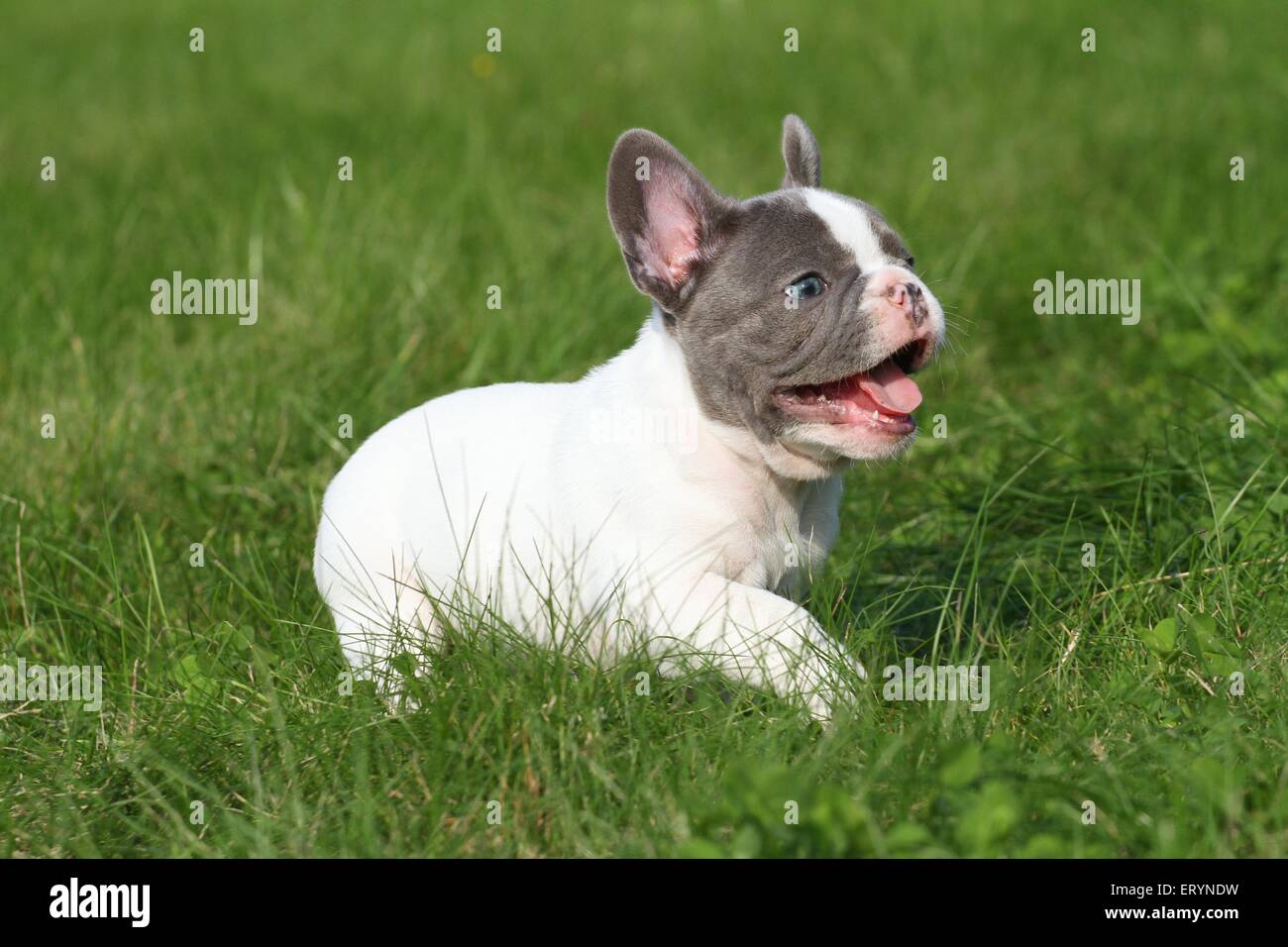 running French Bulldog Puppy Stock Photo - Alamy