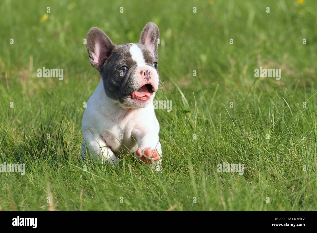 running French Bulldog Puppy Stock Photo - Alamy