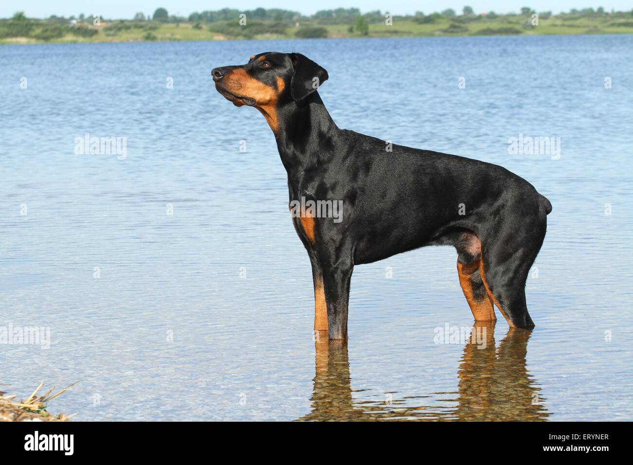 standing Doberman Pinscher Stock Photo - Alamy