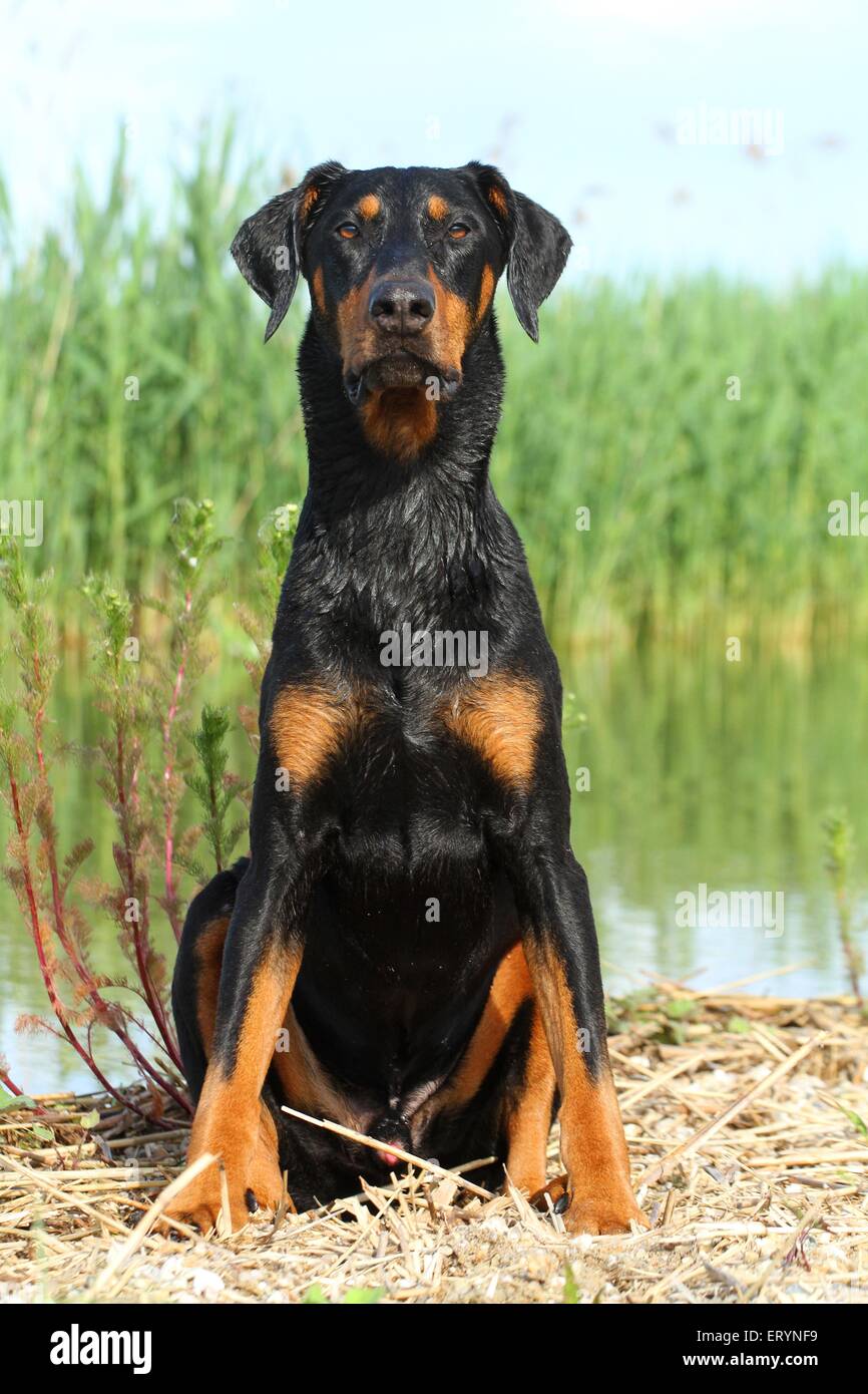 sitting Doberman Pinscher Stock Photo - Alamy