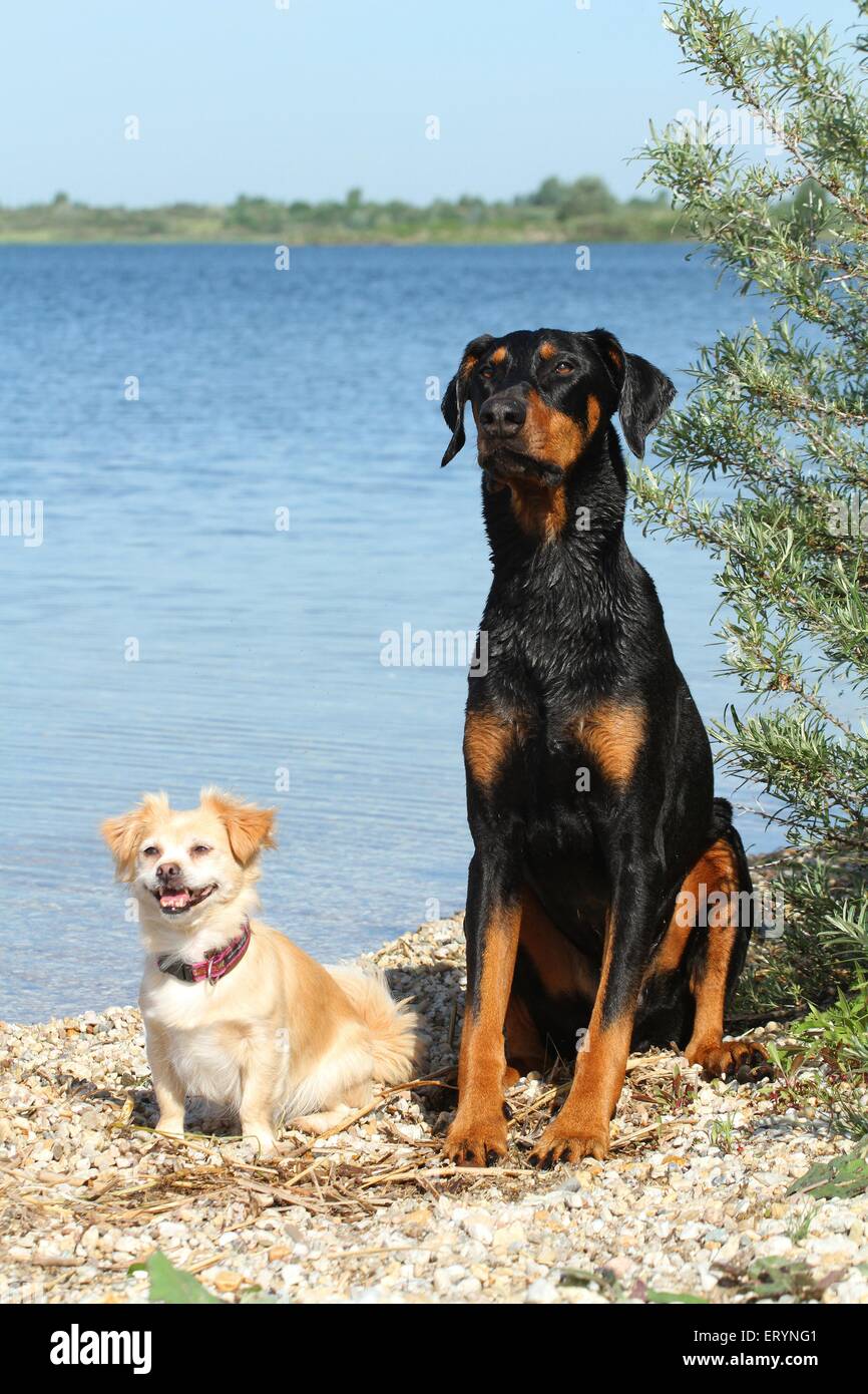 1 animal 2 animals adult hi-res stock photography and images - Alamy