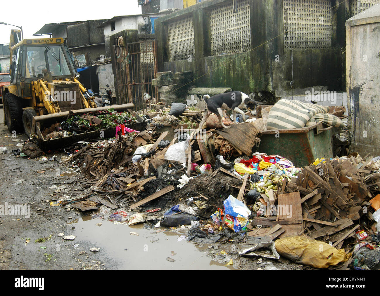 Rotting garbage and animal carcasses left behind by receding waters 26 ...