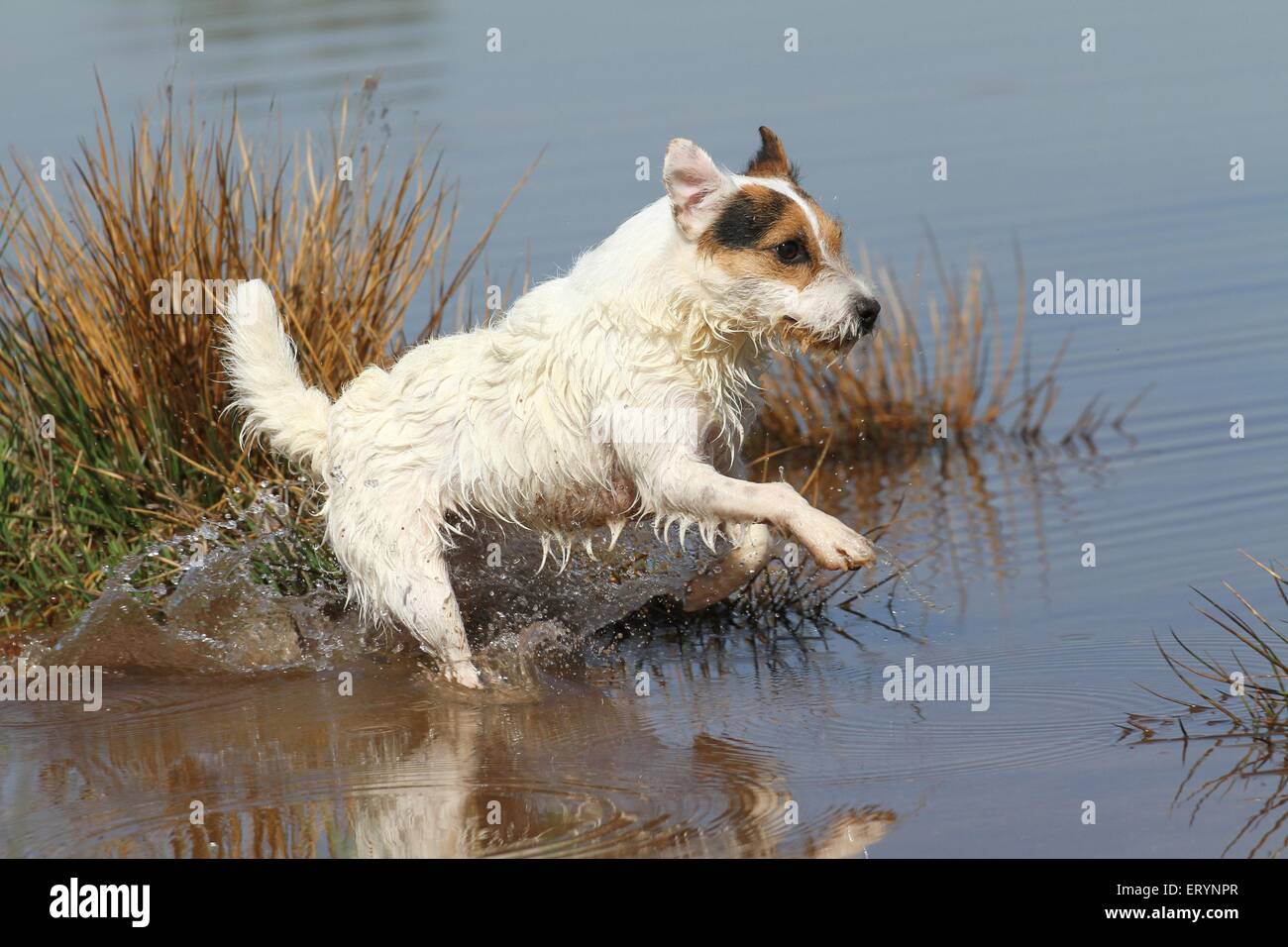 running Parson Russell Terrier Stock Photo - Alamy