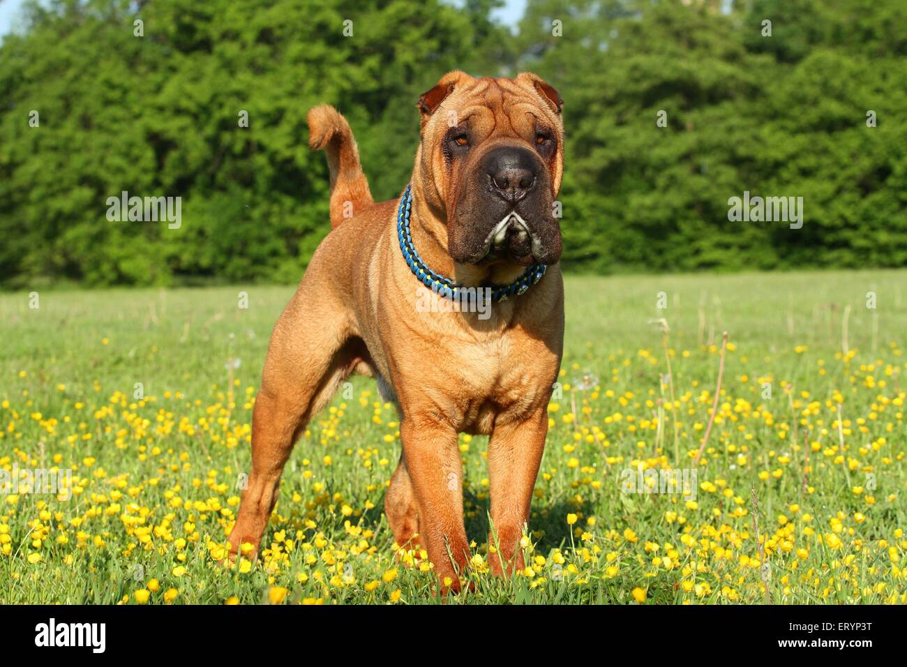 standing Shar Pei Stock Photo - Alamy