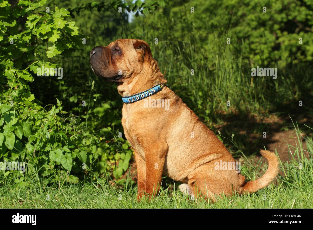 sitting Shar Pei Stock Photo - Alamy