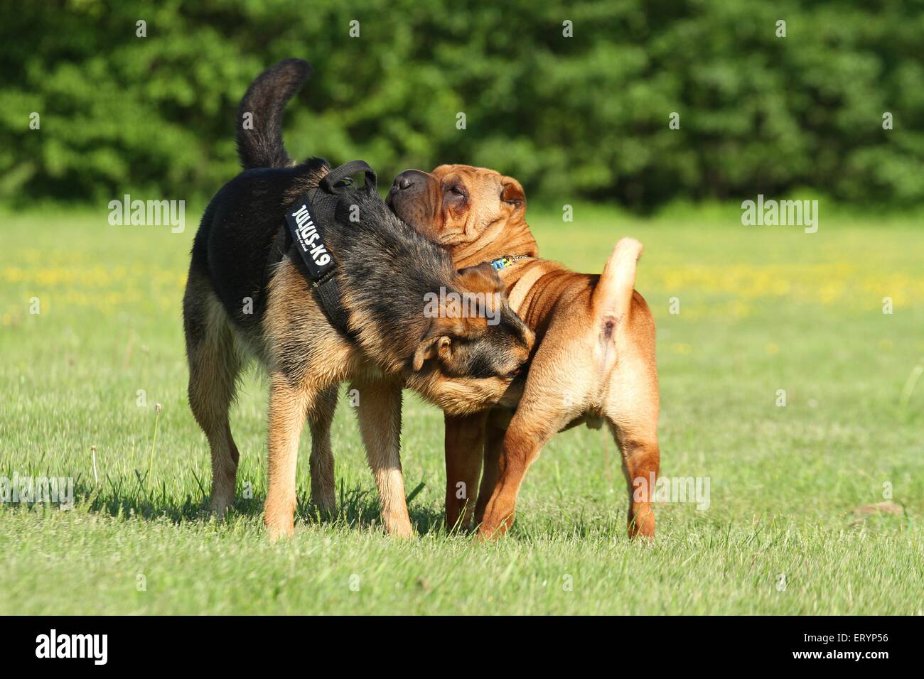 Chinese shepherd dog hi-res stock photography and images - Alamy
