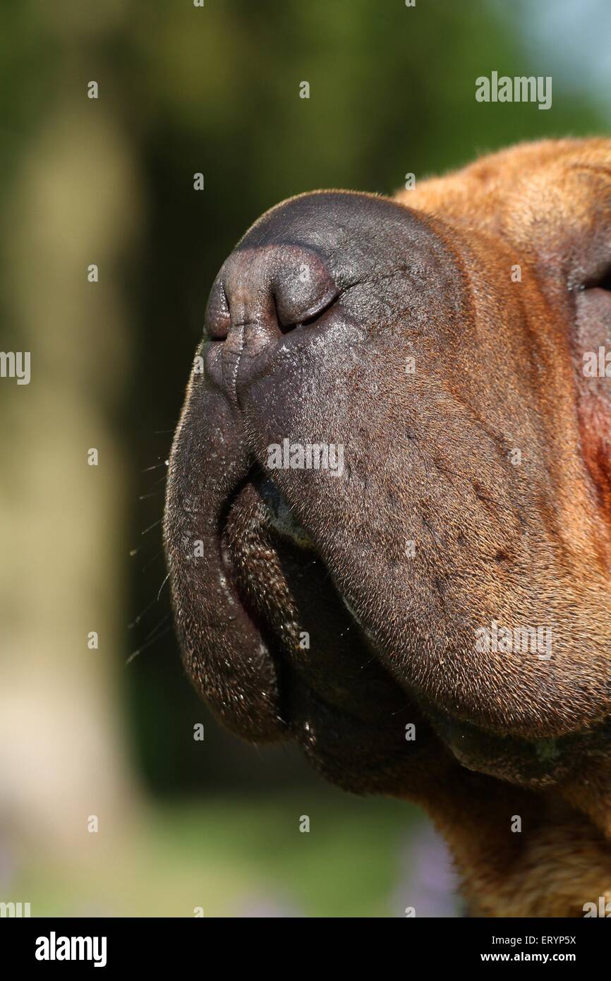 Wrinkling nose hi-res stock photography and images - Alamy