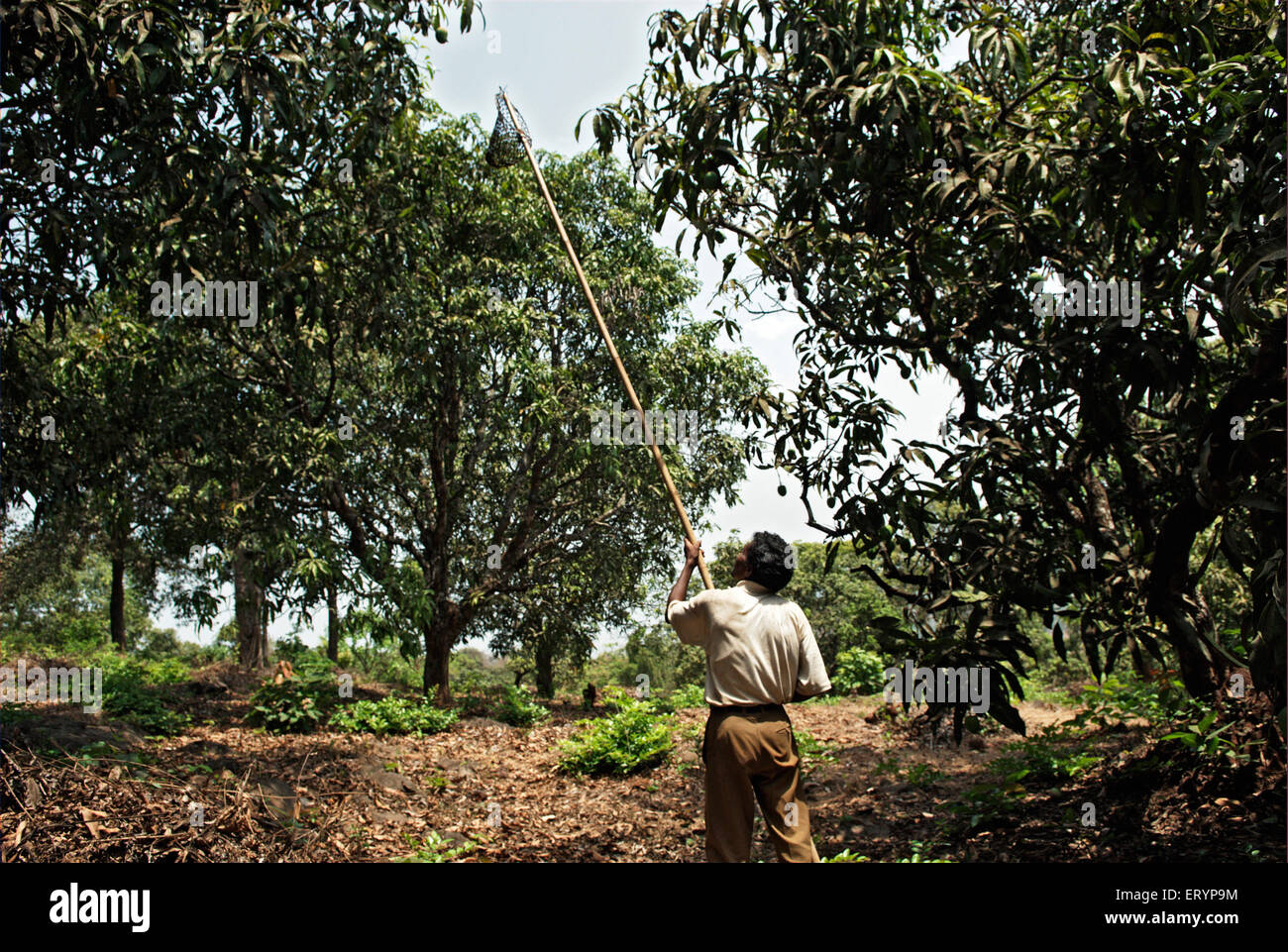 Worker plucking alphonso mangoes in farm at Velas village Ratnagiri ...