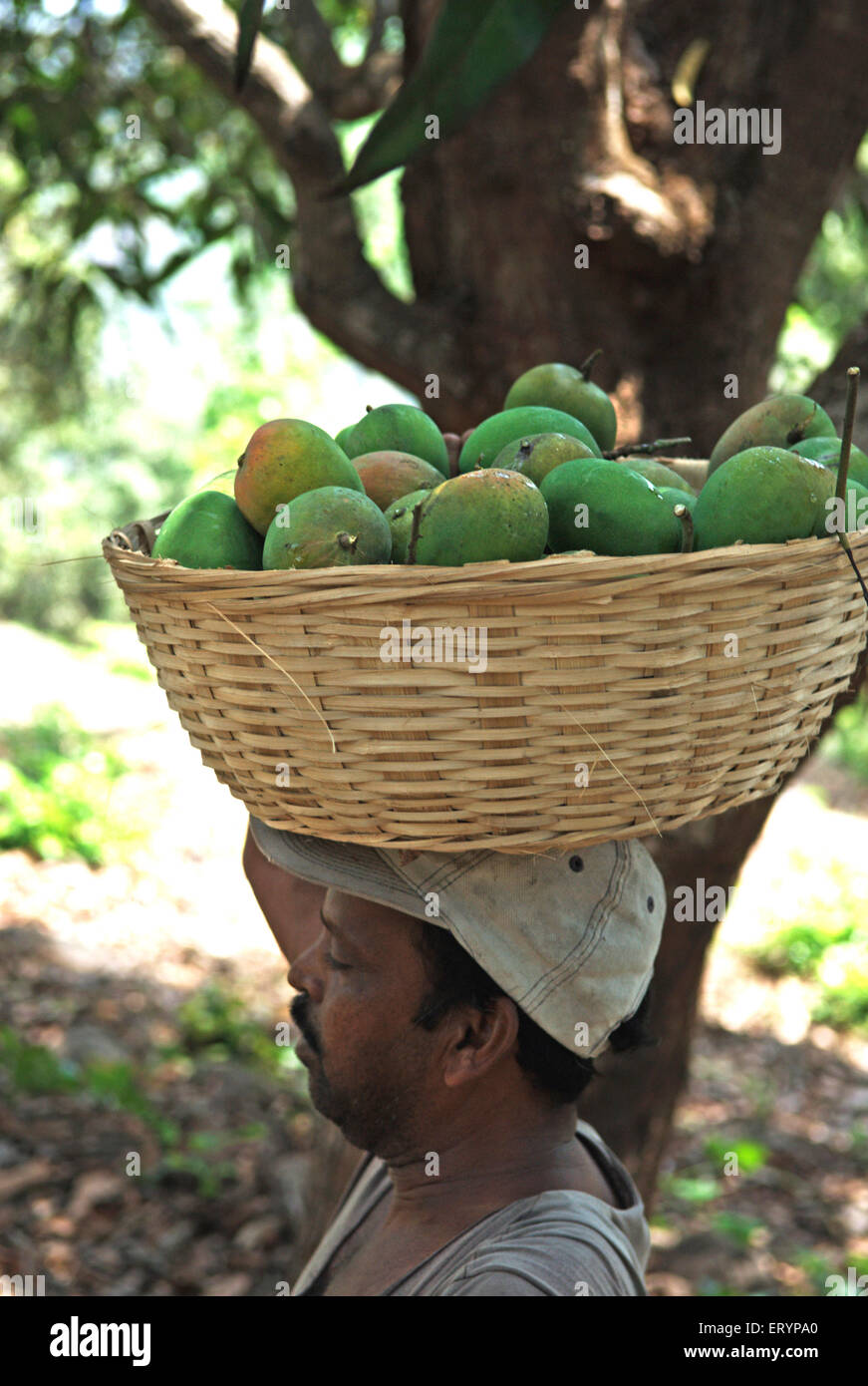 Worker carrying alphonso mangoes in farm at Velas village Ratnagiri ...