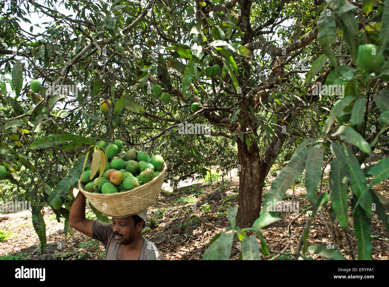 Worker carrying alphonso mangoes in farm at Velas village Ratnagiri ...