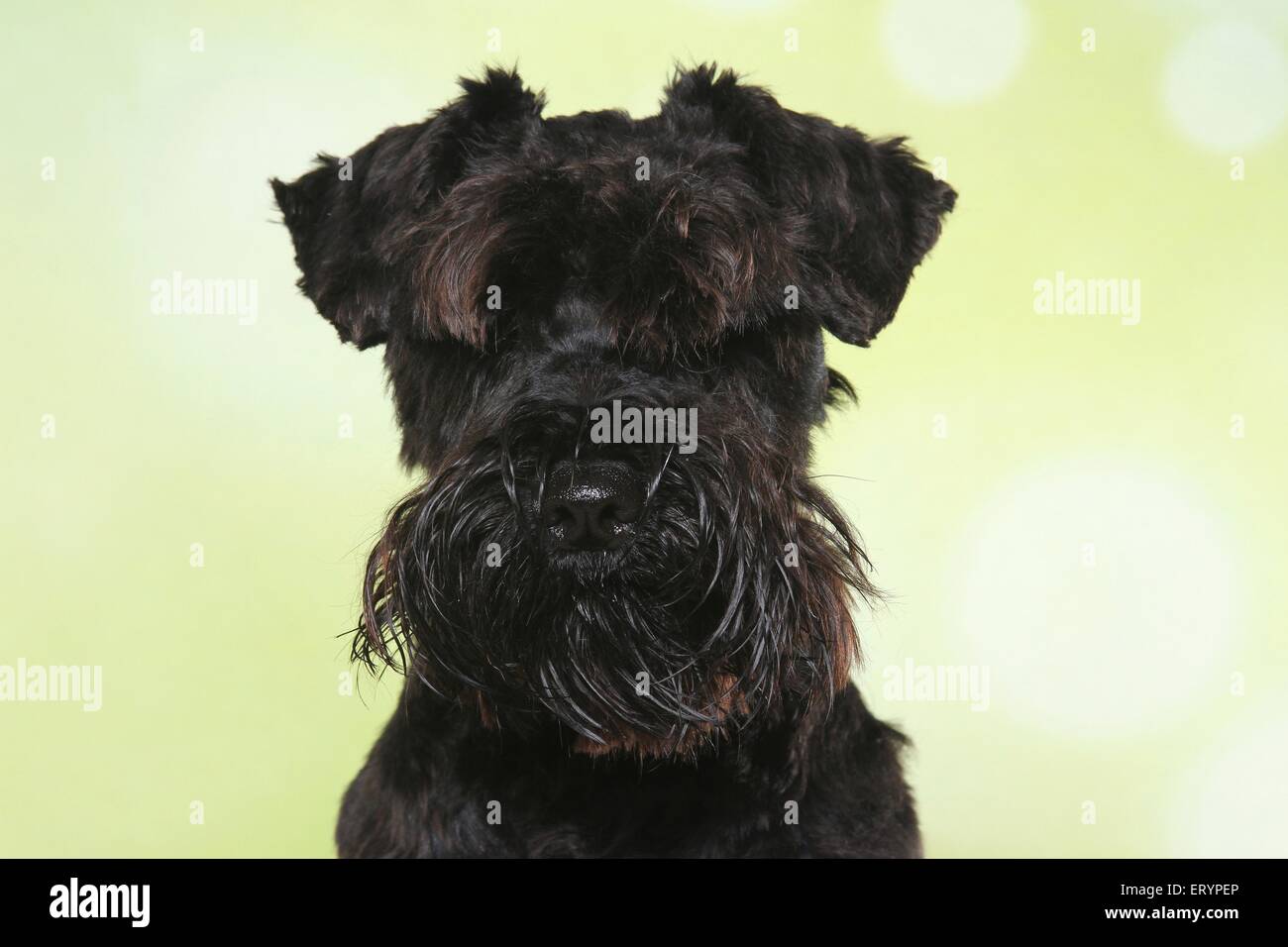 Miniature Schnauzer Portrait Stock Photo - Alamy