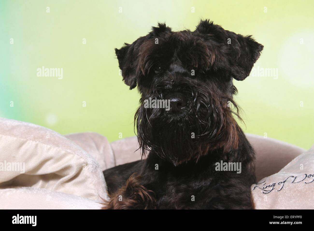 Miniature Schnauzer Portrait Stock Photo - Alamy