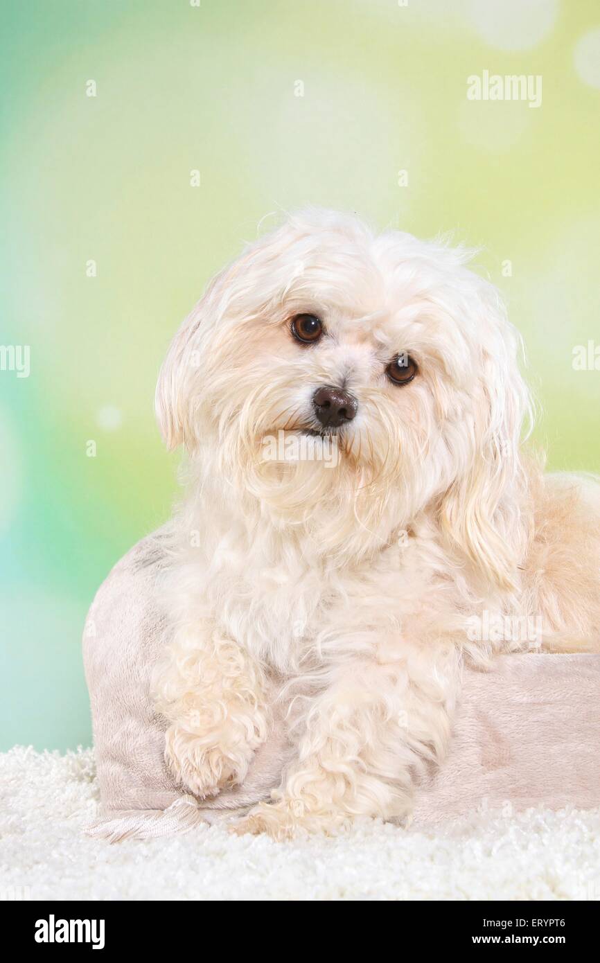 Havanese dog breed hi-res stock photography and images - Alamy