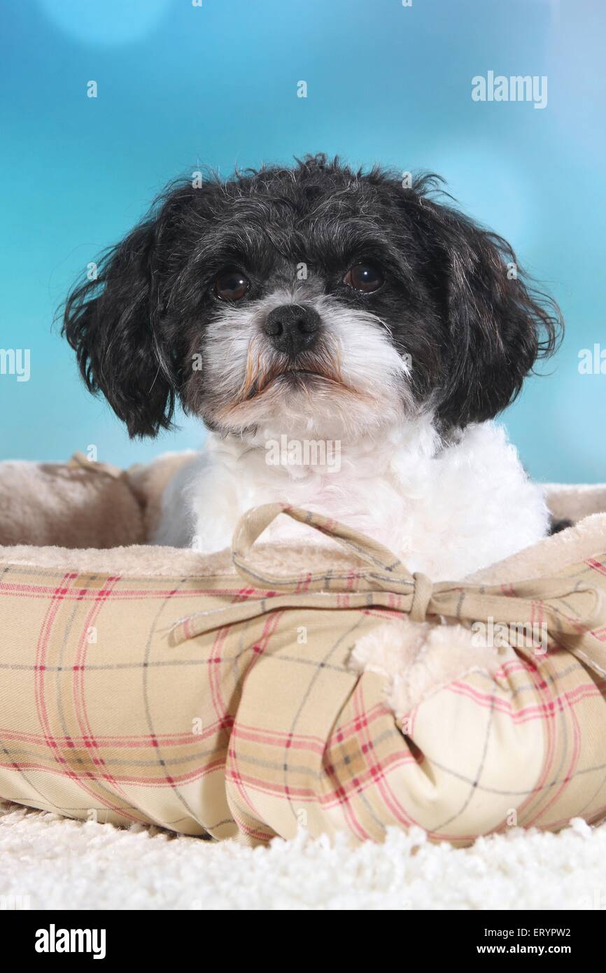 Bolonka zwetna Portrait Stock Photo - Alamy