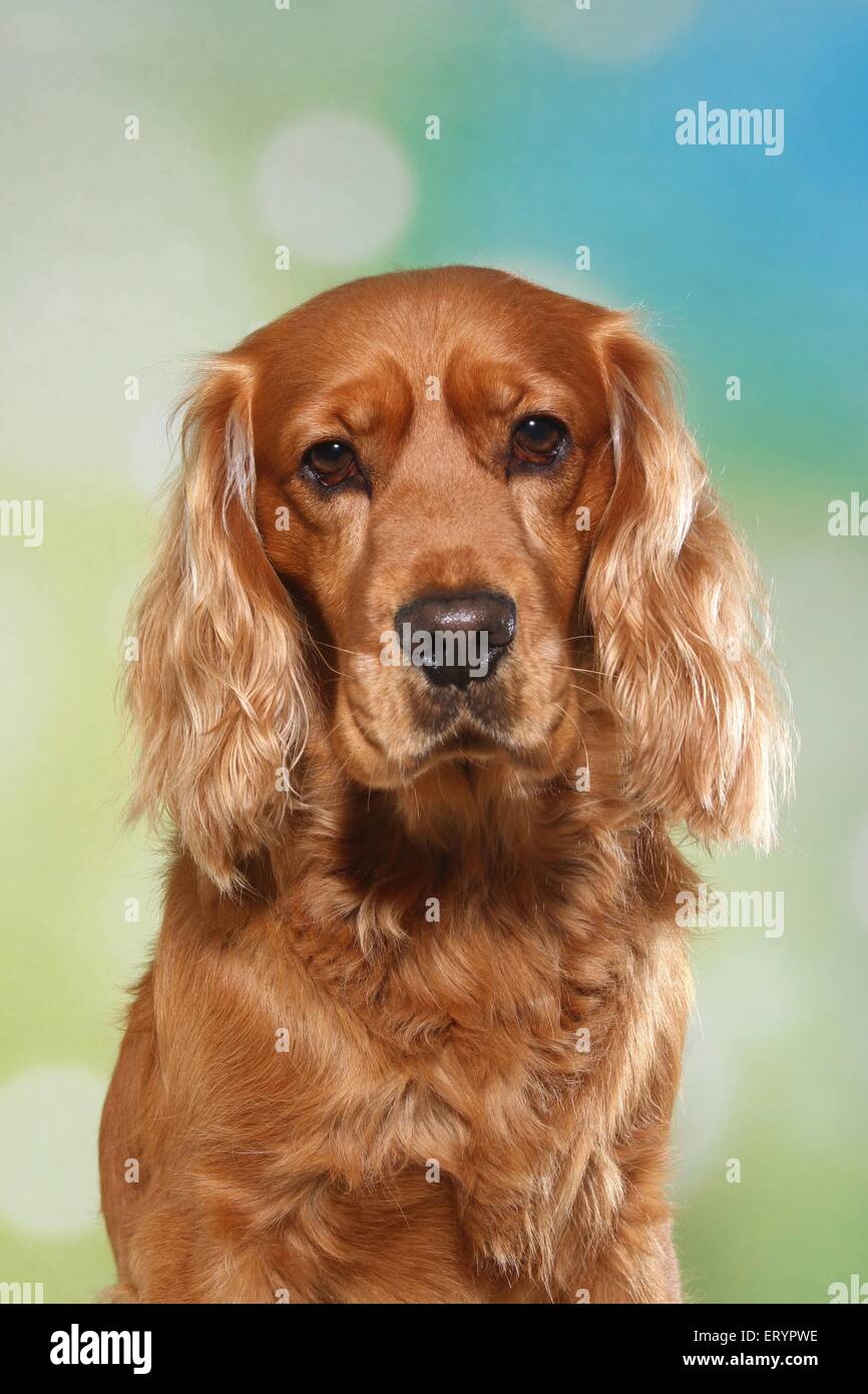 Cocker spaniel portrait hi-res stock photography and images - Alamy