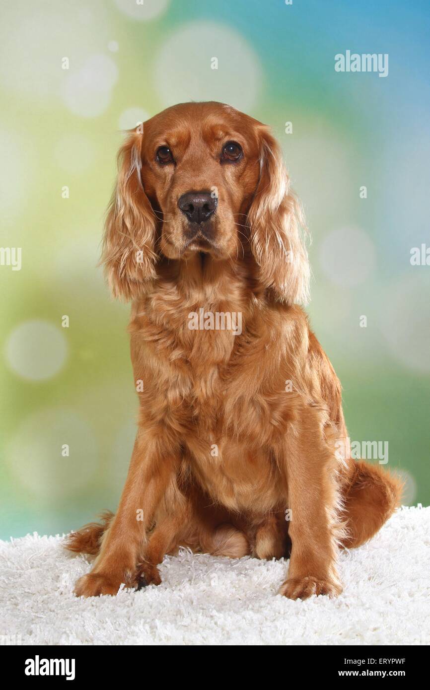 sitting English Cocker Spaniel Stock Photo - Alamy