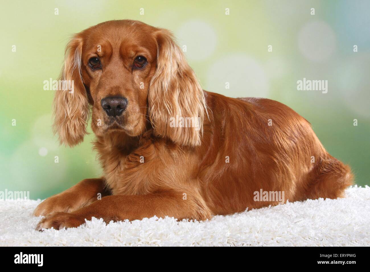 lying English Cocker Spaniel Stock Photo - Alamy
