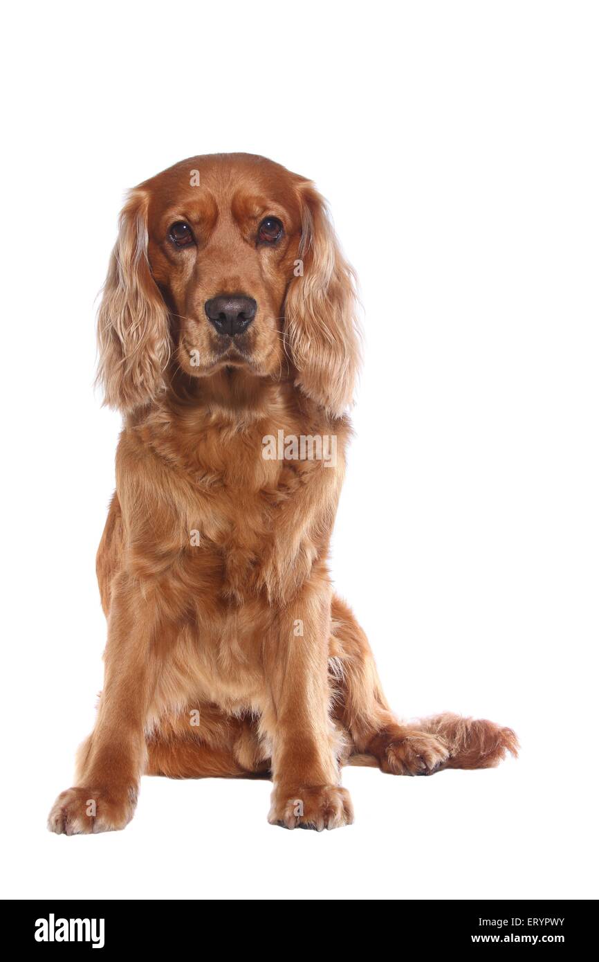 sitting English Cocker Spaniel Stock Photo - Alamy