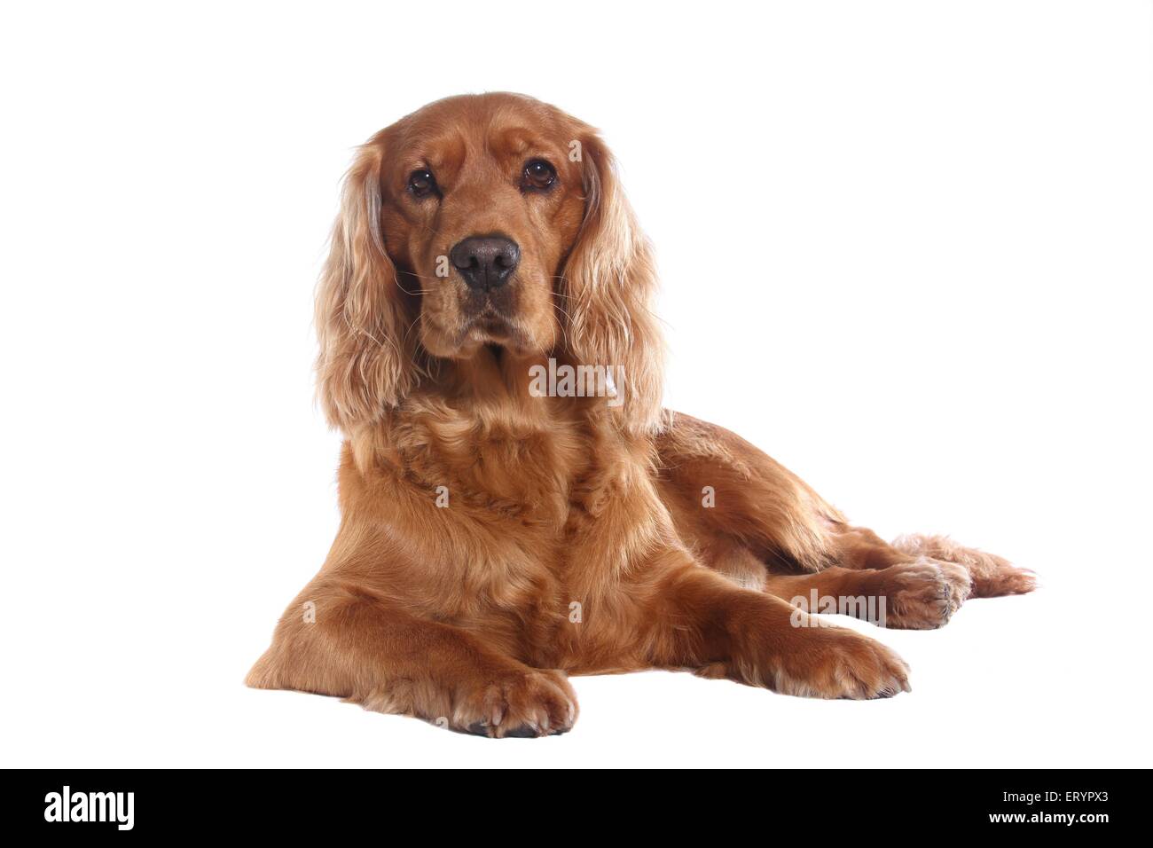 lying English Cocker Spaniel Stock Photo - Alamy