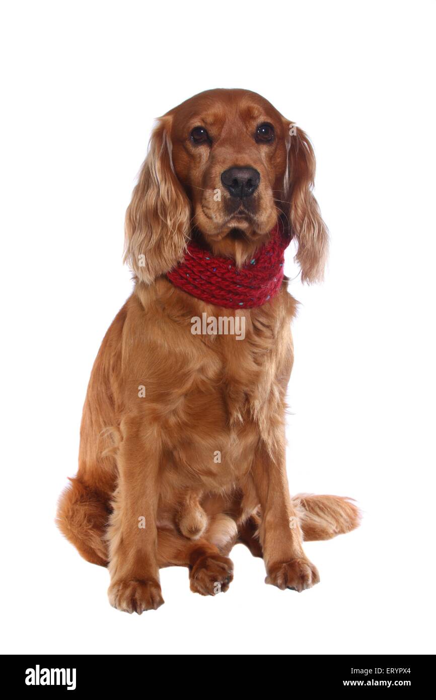 sitting English Cocker Spaniel Stock Photo - Alamy