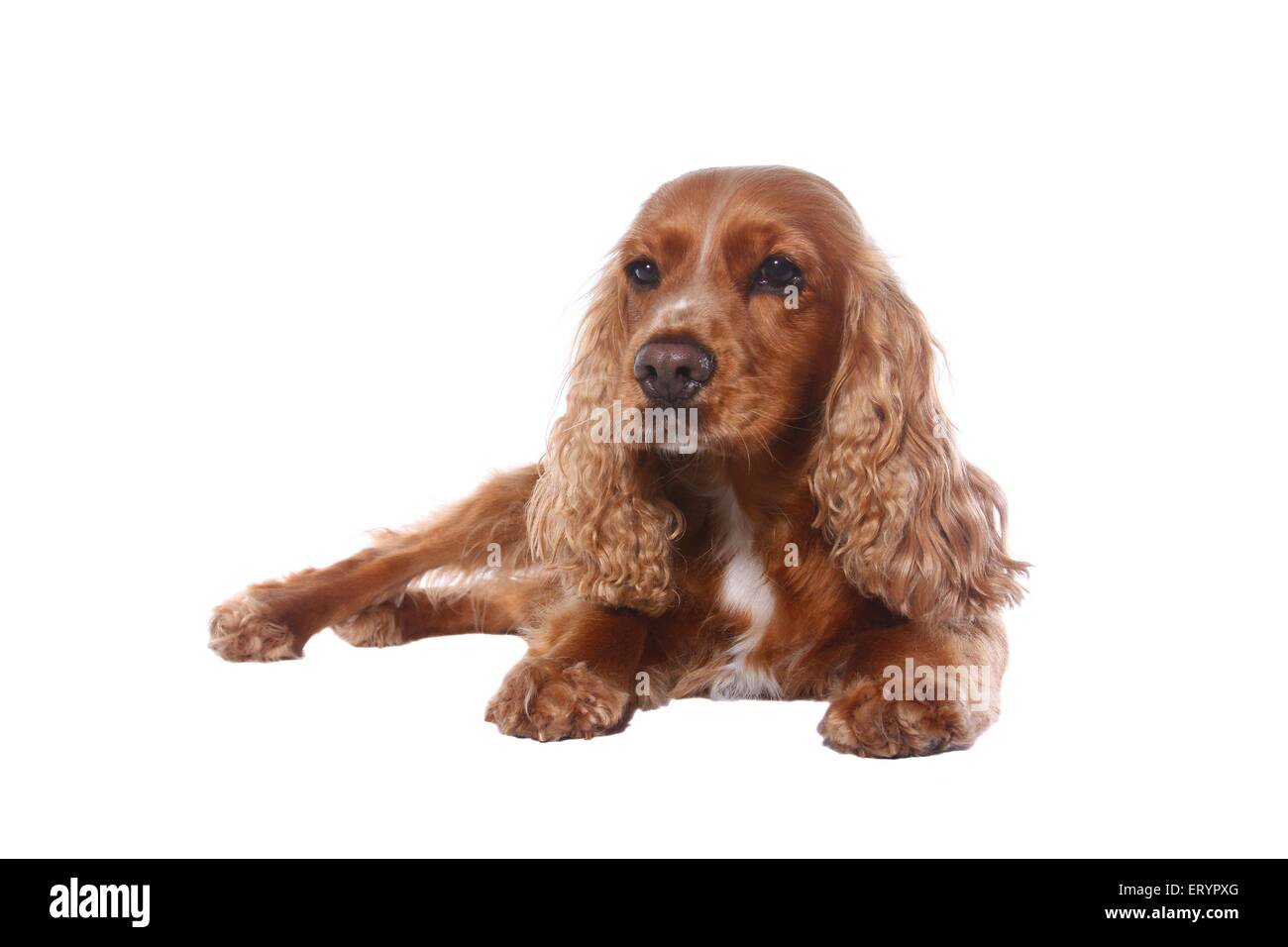 lying English Cocker Spaniel Stock Photo - Alamy