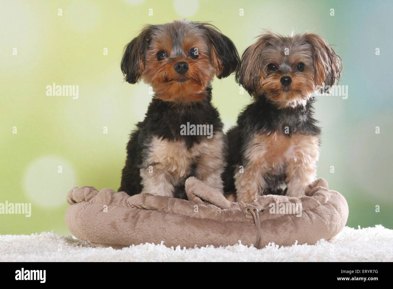 2 Yorkshire Terrier Stock Photo - Alamy