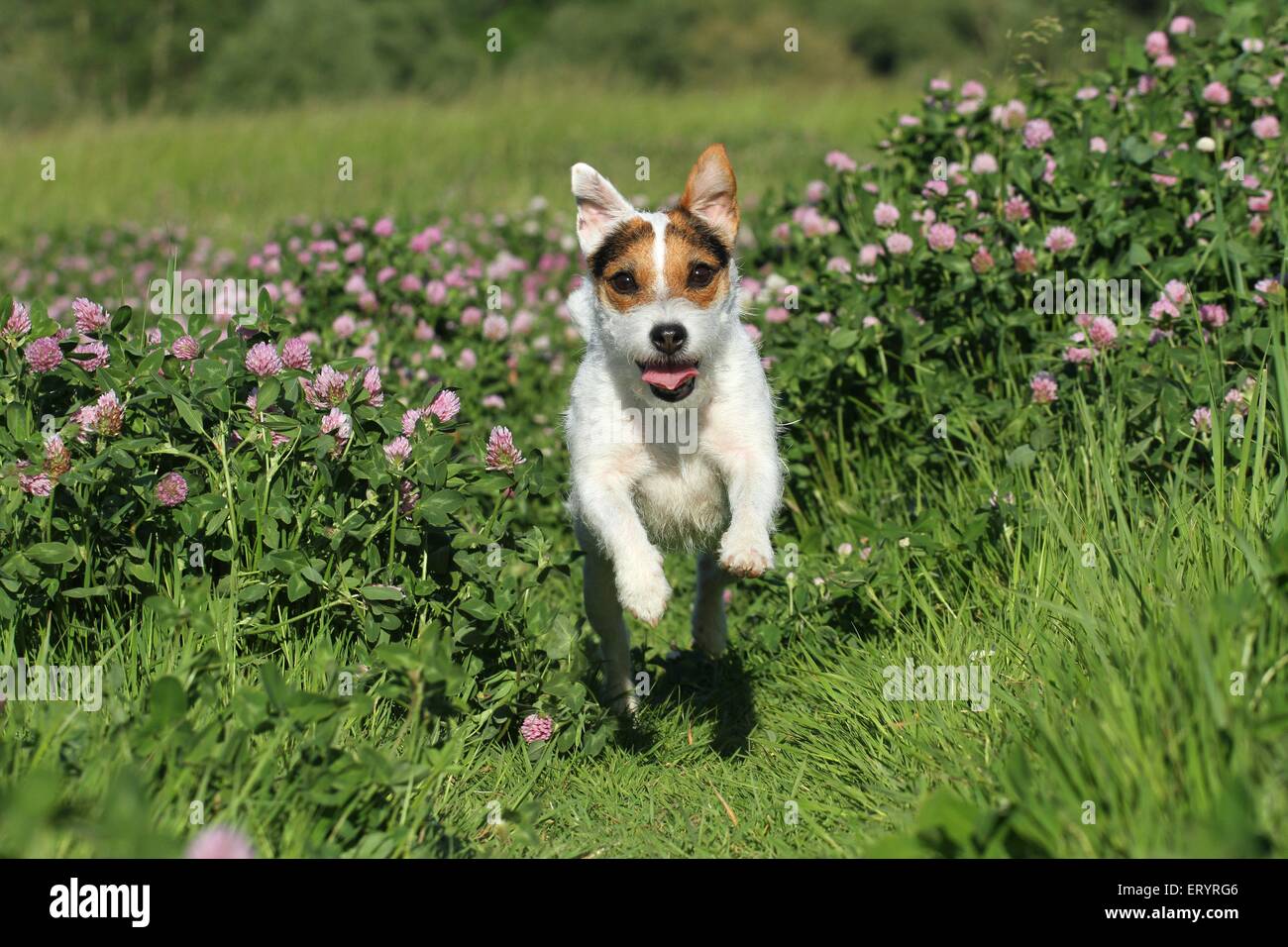 running Parson Russell Terrier Stock Photo - Alamy