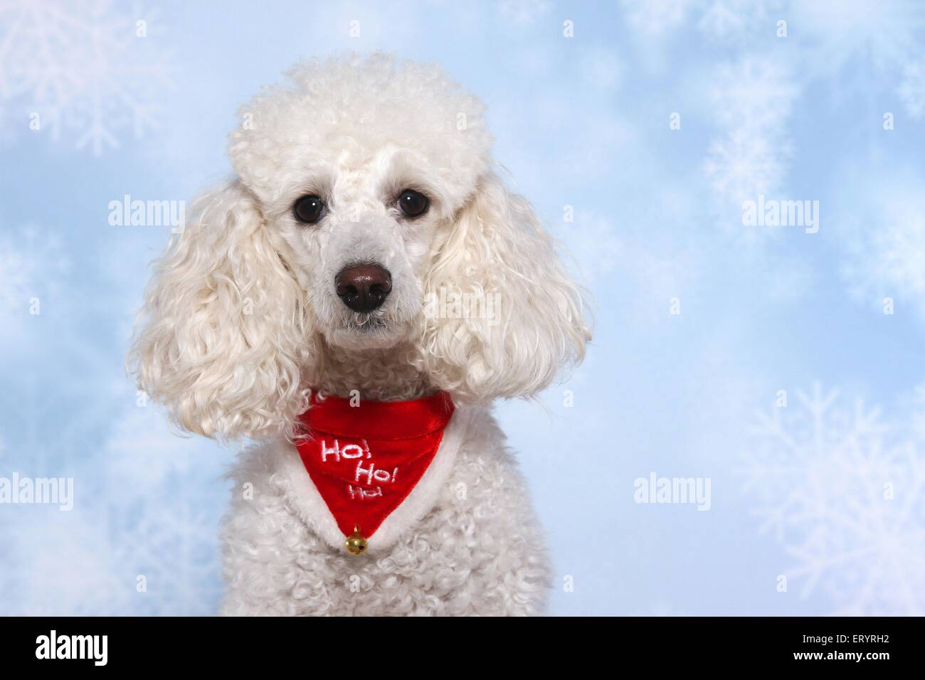 Miniature Poodle Portrait Stock Photo - Alamy