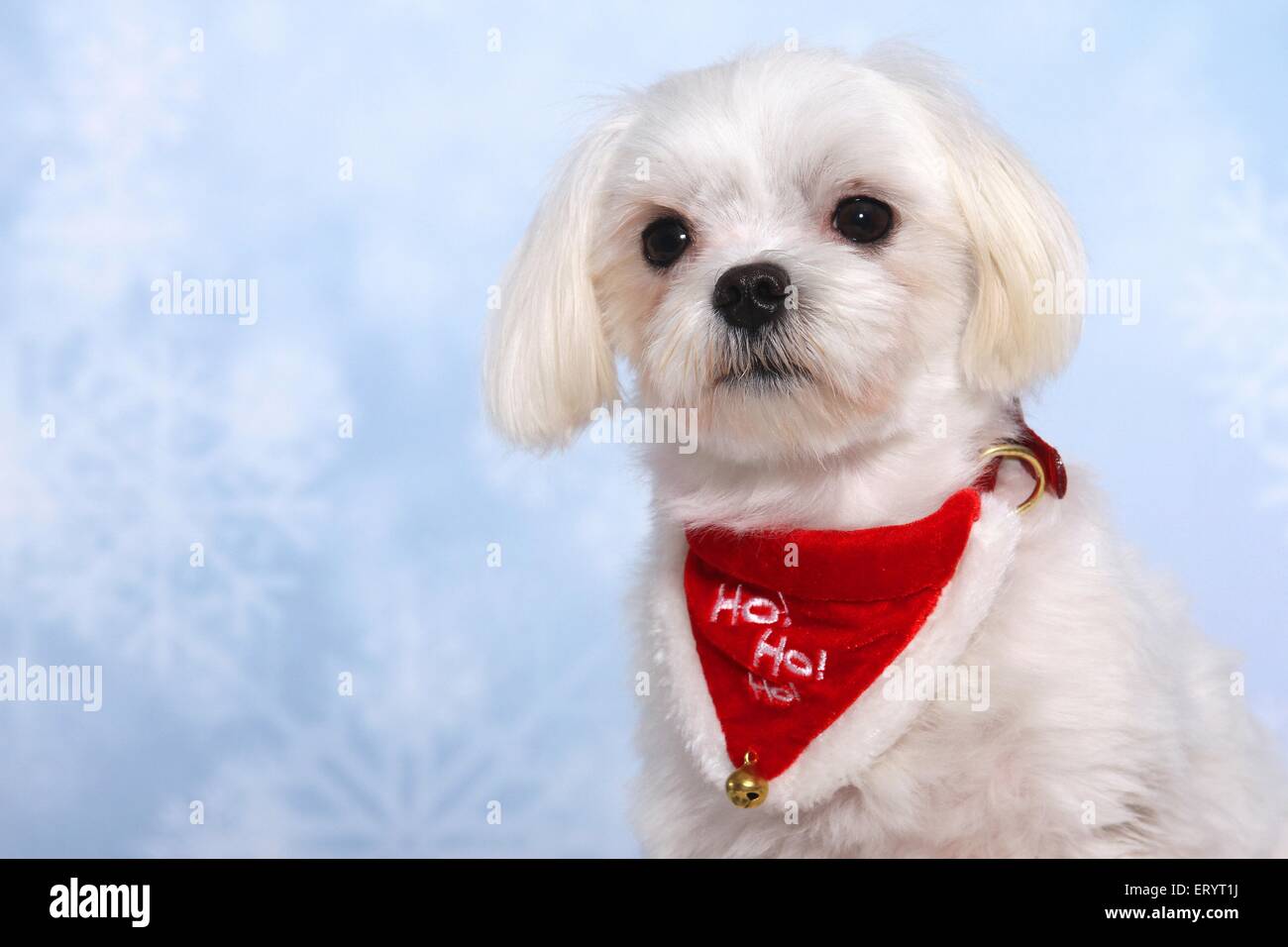 Maltese christmas time hi-res stock photography and images - Alamy