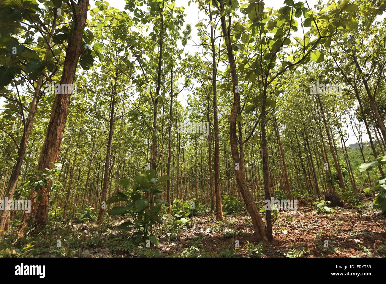 Teak Wood Plantation Stock Photos & Teak Wood Plantation Stock Images ...