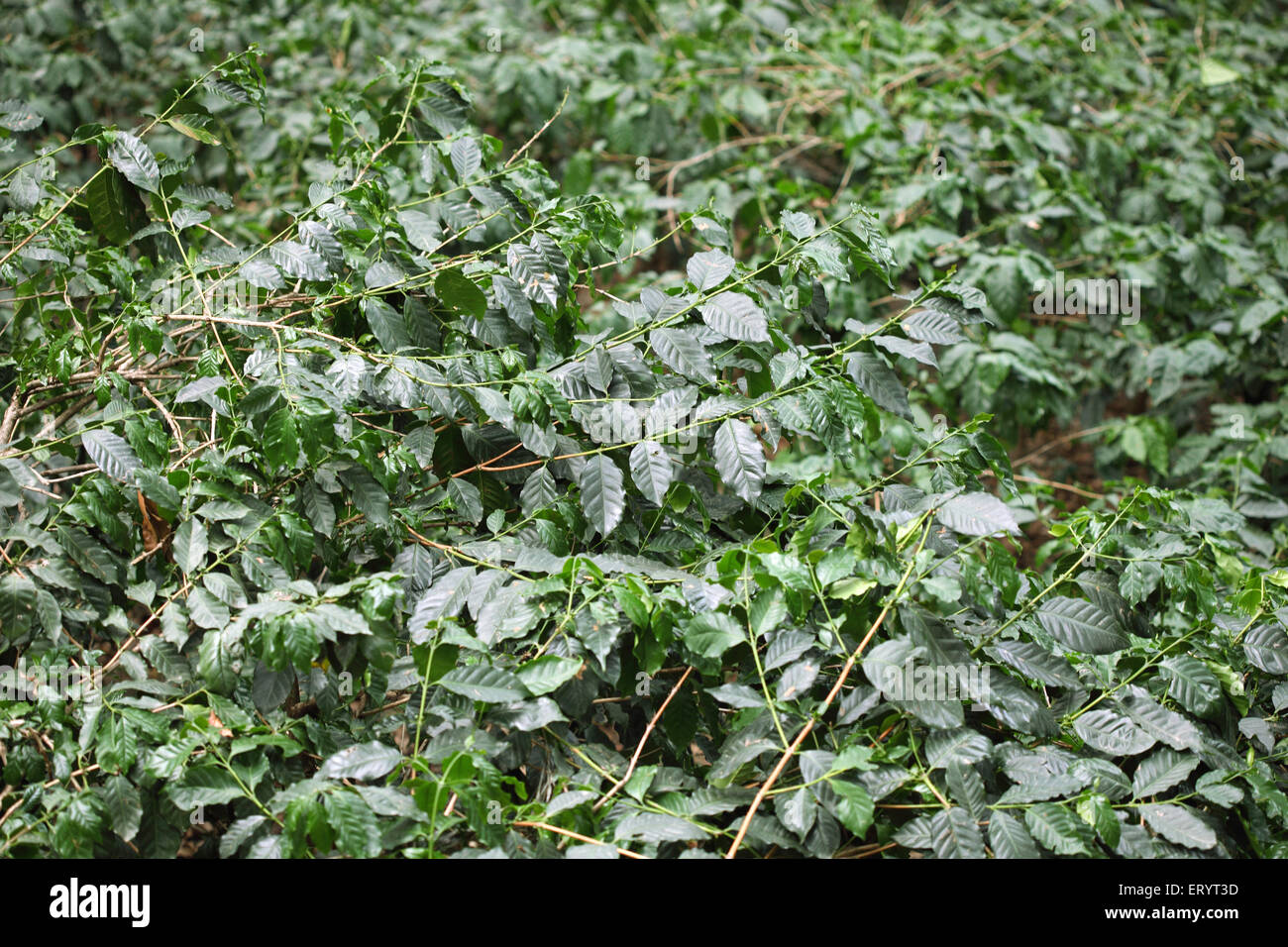 Coffee plantations ananthagiri hills araku hi-res stock photography and ... Coffee plantations ananthagiri hills araku hi-res stock photography and ...