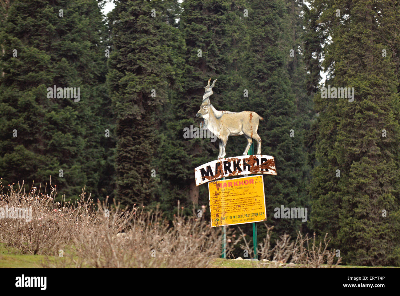 Jungle goat hi-res stock photography and images - Alamy