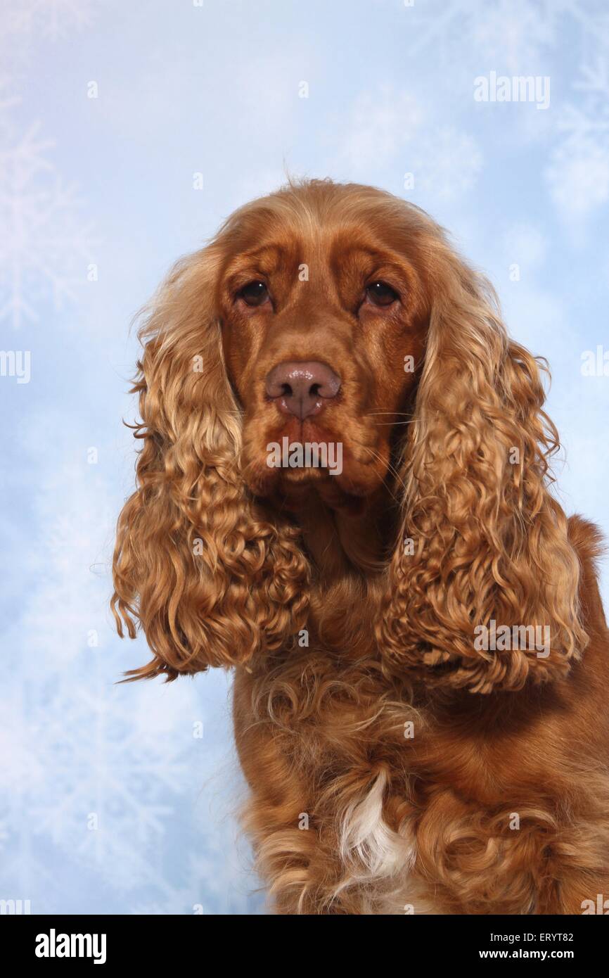 English Cocker Spaniel Portrait Stock Photo - Alamy