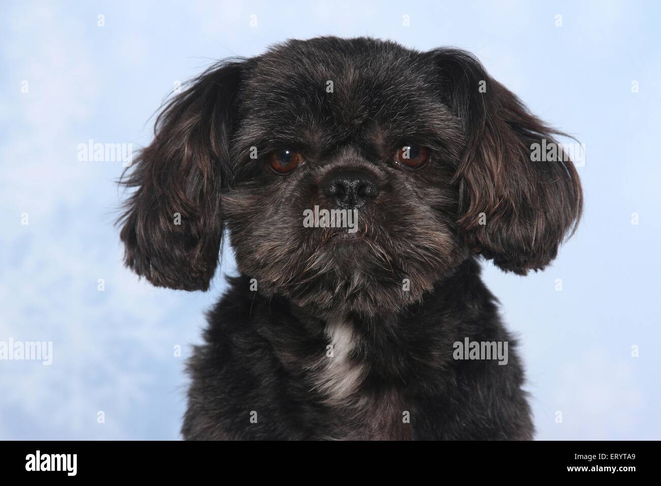 Shih Tzu Portrait Stock Photo - Alamy