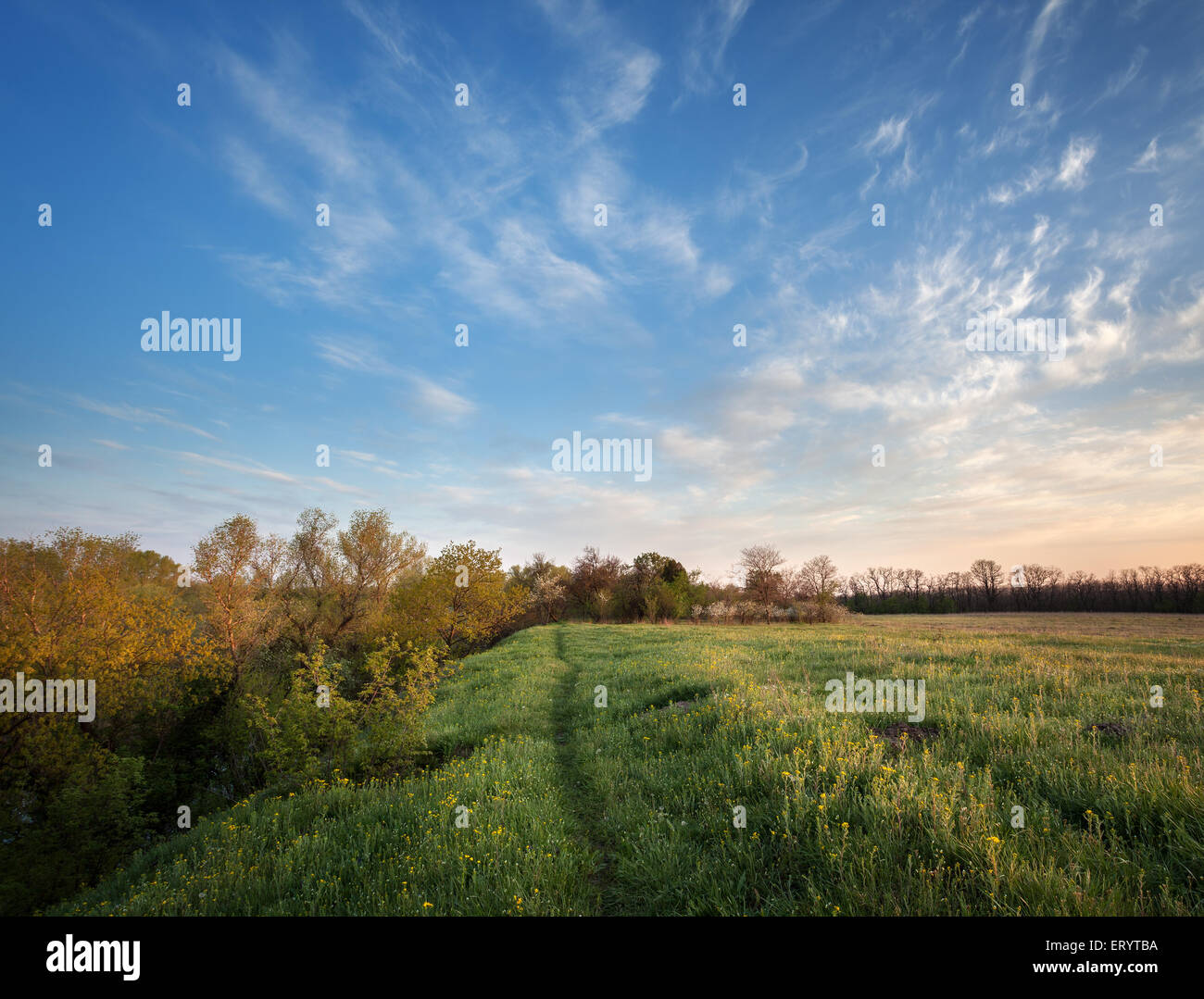 Beautiful sunset. Spring landscape with trail, trees, blue sky and ...