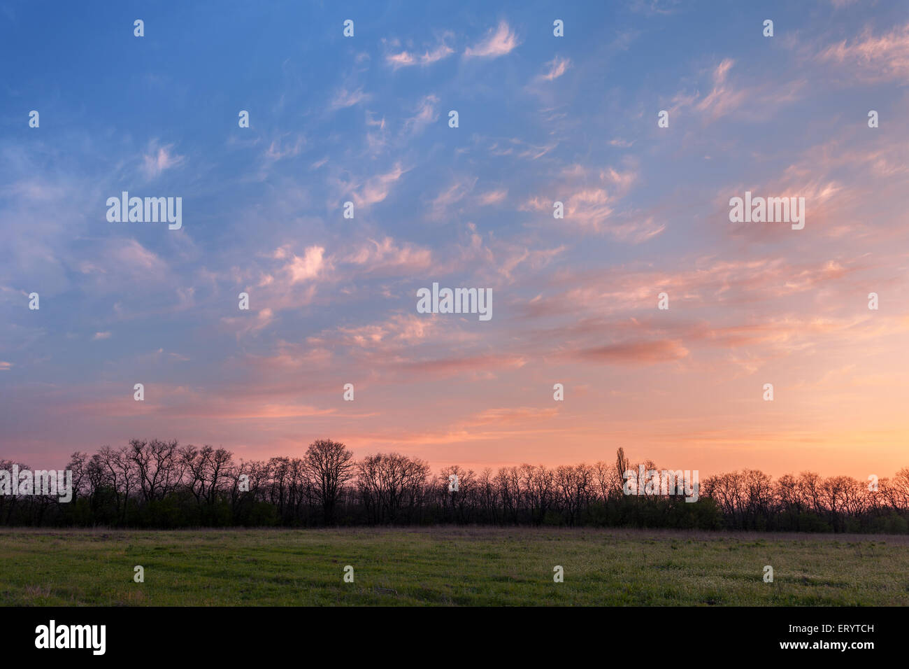 Beautiful sunset. Spring landscape with trail, trees, blue sky and ...