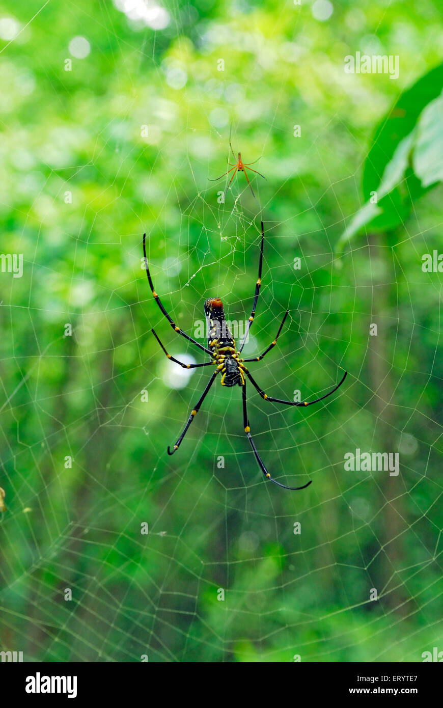 Indian giant wood spider hi-res stock photography and images - Alamy
