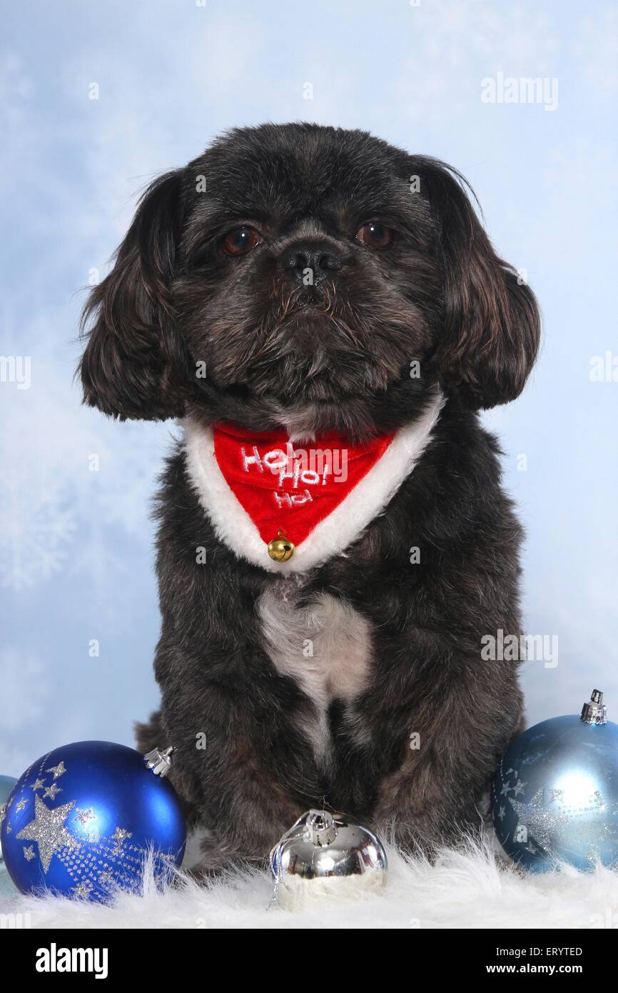 sitting Shih Tzu Stock Photo - Alamy