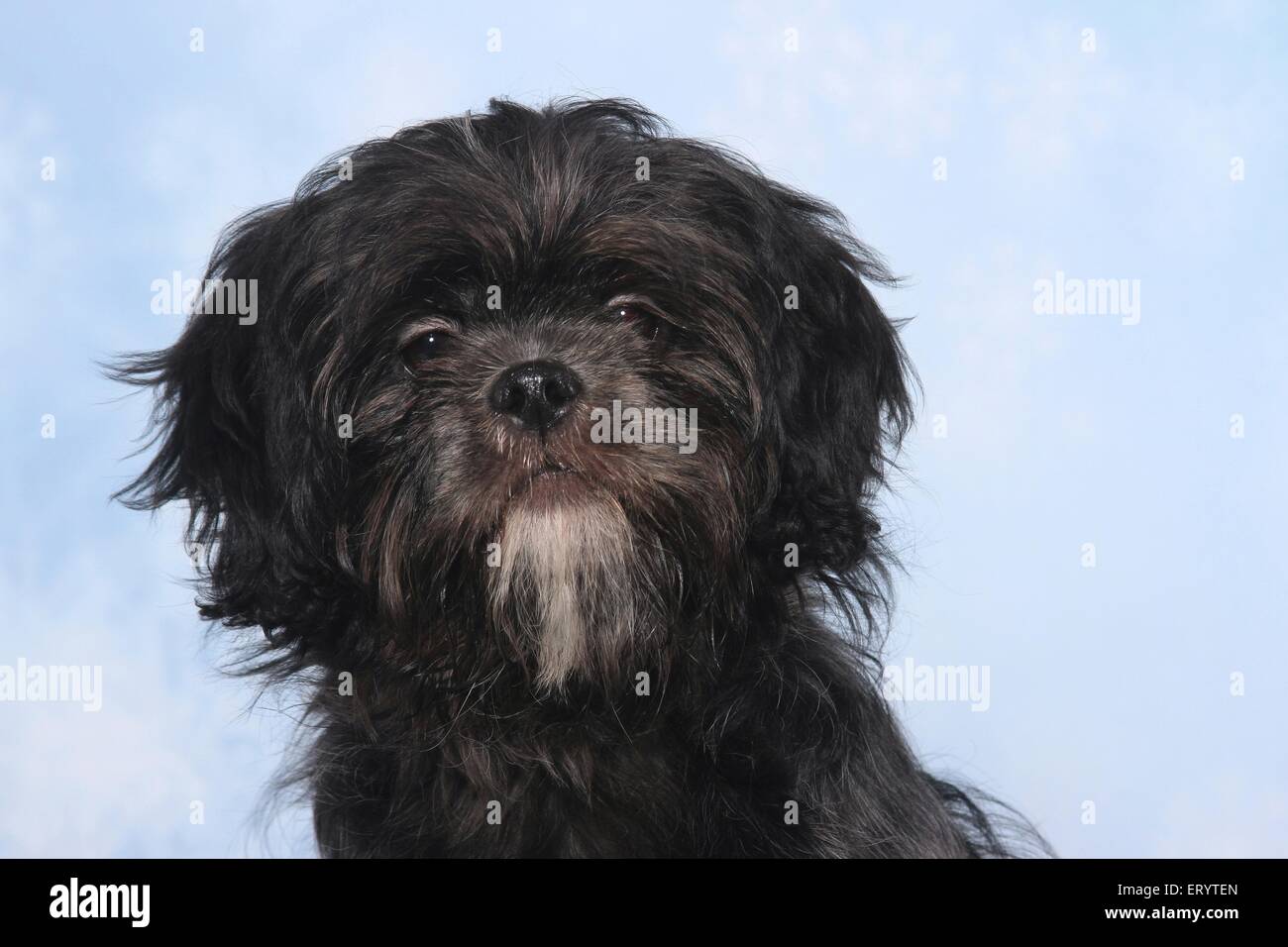 Shih Tzu Portrait Stock Photo - Alamy