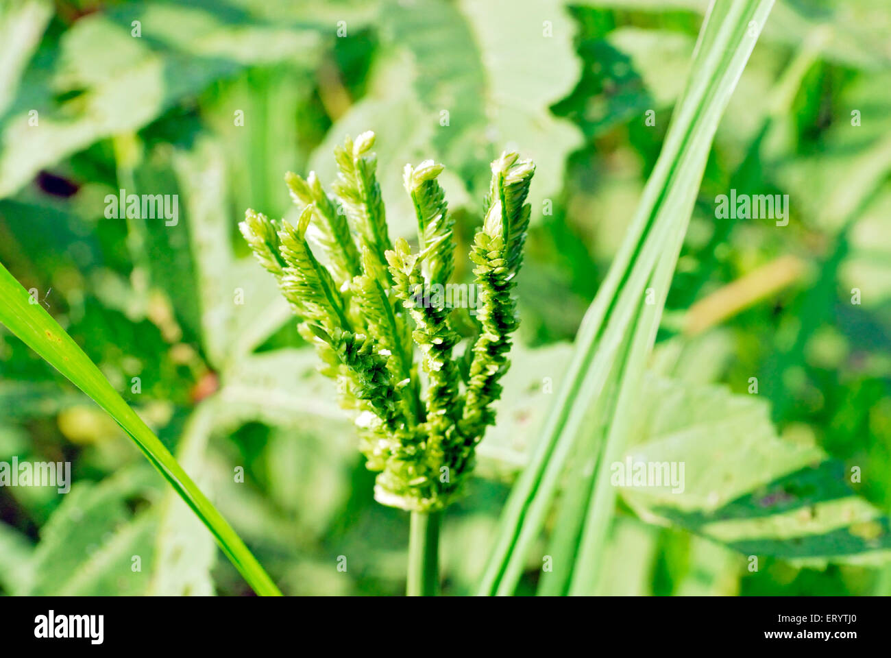 Vari tandul bhagar kodri echinochloa colonum karjat Bombay Mumbai ...