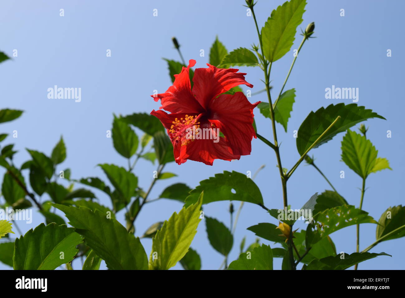Hibiscus stem hi-res stock photography and images - Alamy